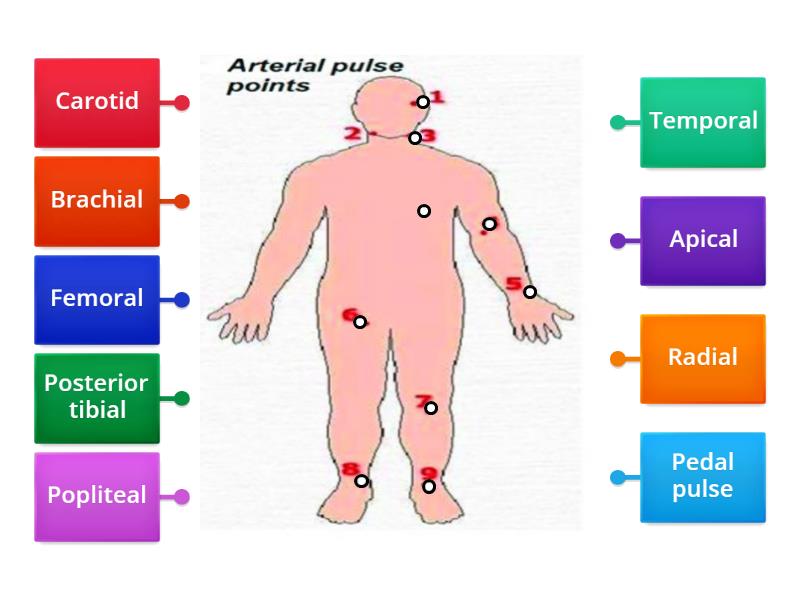 Pulse point labeling activity - Labelled diagram
