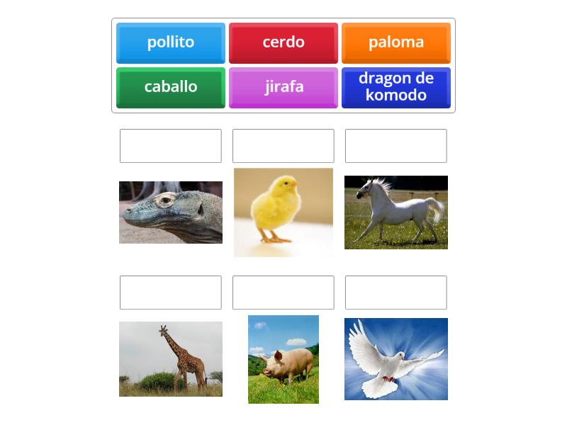 los animales - Match up