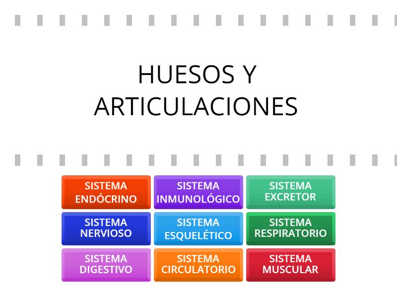 Sistemas Del Cuerpo Humano Find The Match