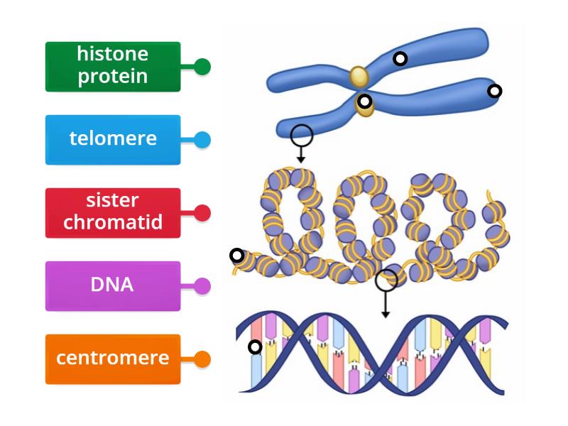 Structure of chromosome - Labelled diagram