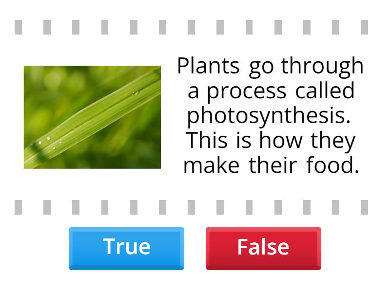 Quiz - Fun Facts about Plants - True or false