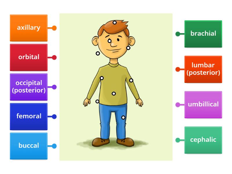 PRACTICE! Regions of the Human body - Labelled diagram