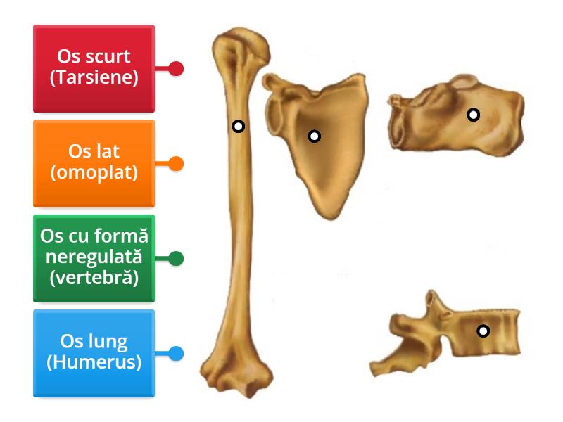 Tipuri de oase - Labelled diagram