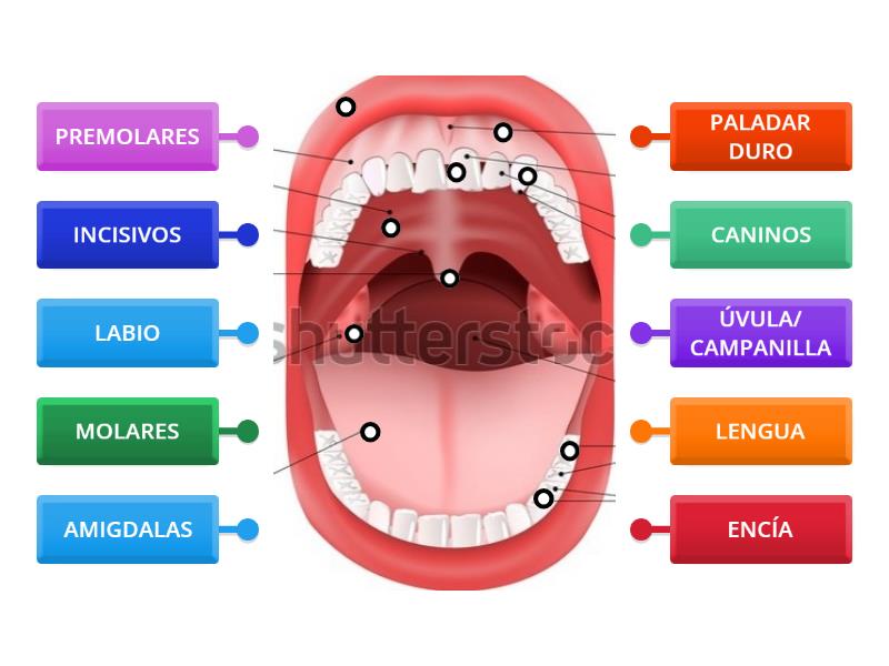 PARTES DE LA BOCA - Diagrama con etiquetas