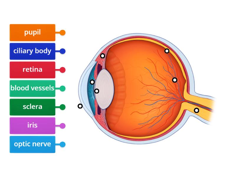 Eye structure - Labelled diagram