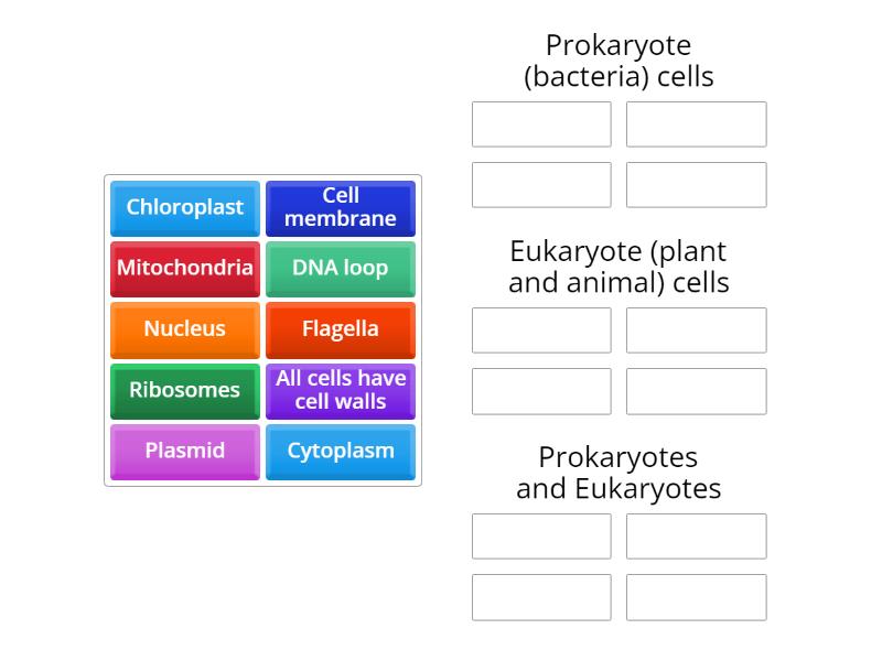 Differences Between Prokaryotes And Eukaryotes Group Sort 6336