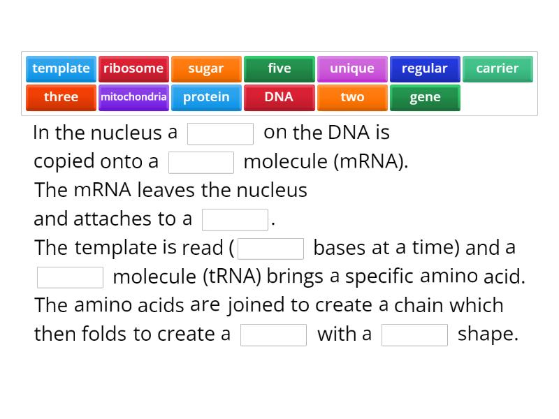 Protein Synthesis - How proteins are made in cells - Complete the sentence