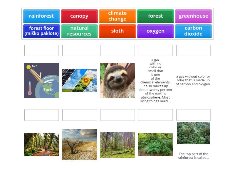 Rainforest Vocabulary for Kasparas - Match up