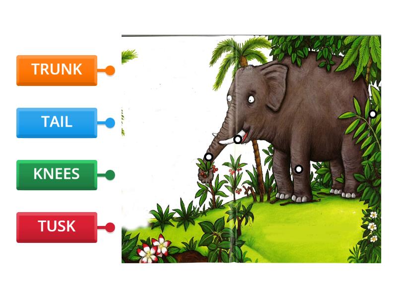 Monkey puzzle - elephant´s part - Labelled diagram
