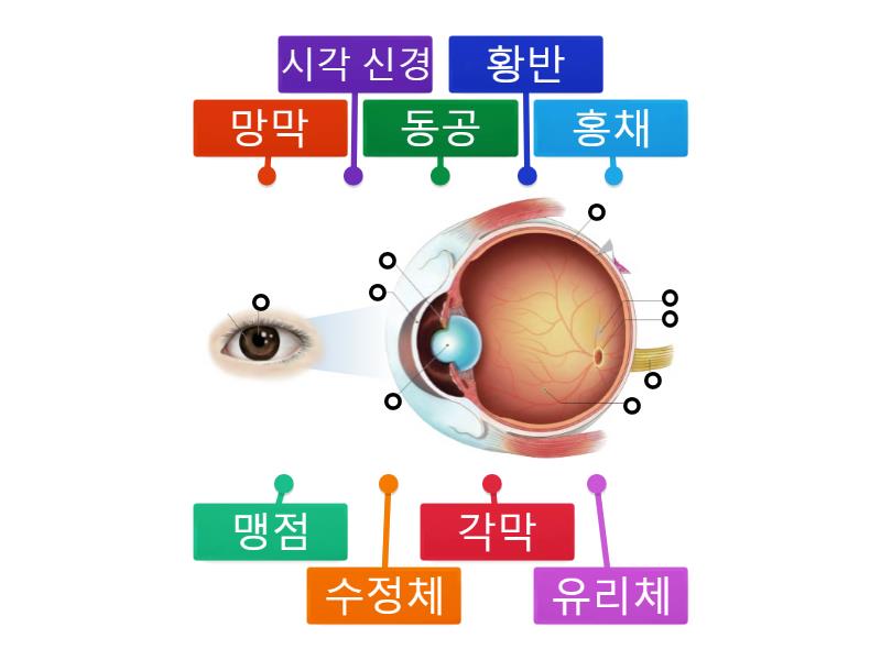 눈의 구조 명칭이 있는 다이어그램