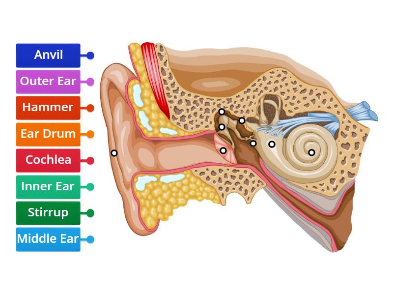 Parts of the Ear - Labelled diagram