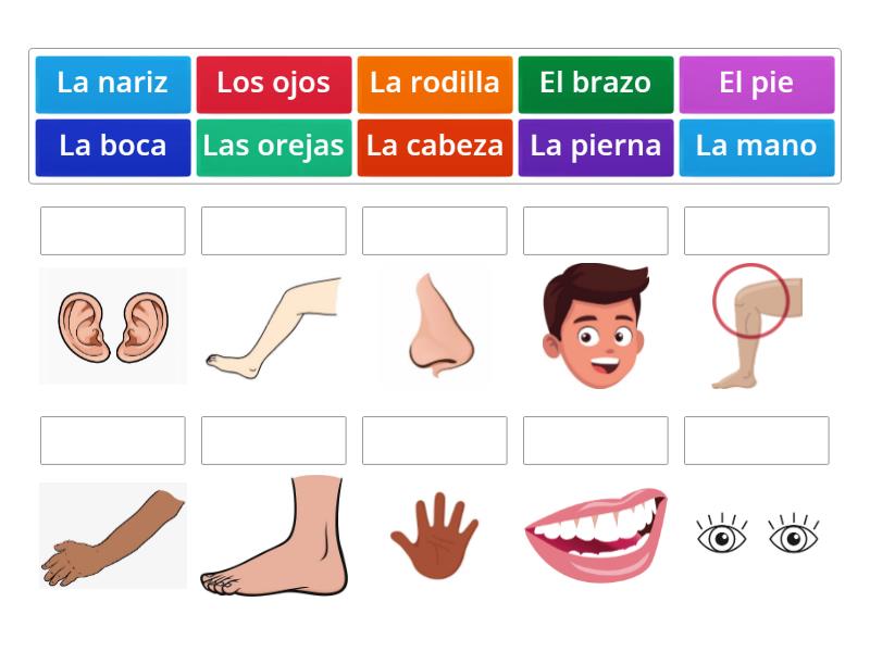 Las partes del cuerpo - Match up