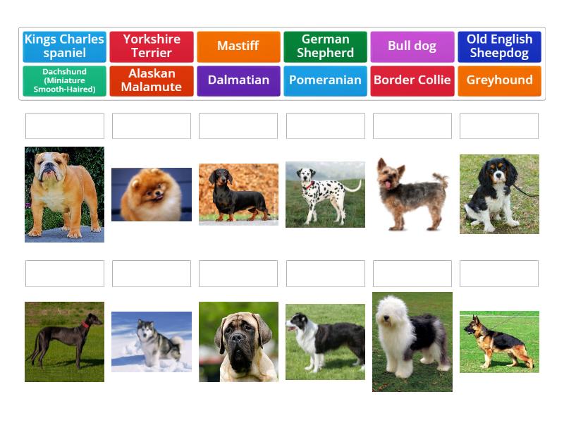 Dog breeds - Match up