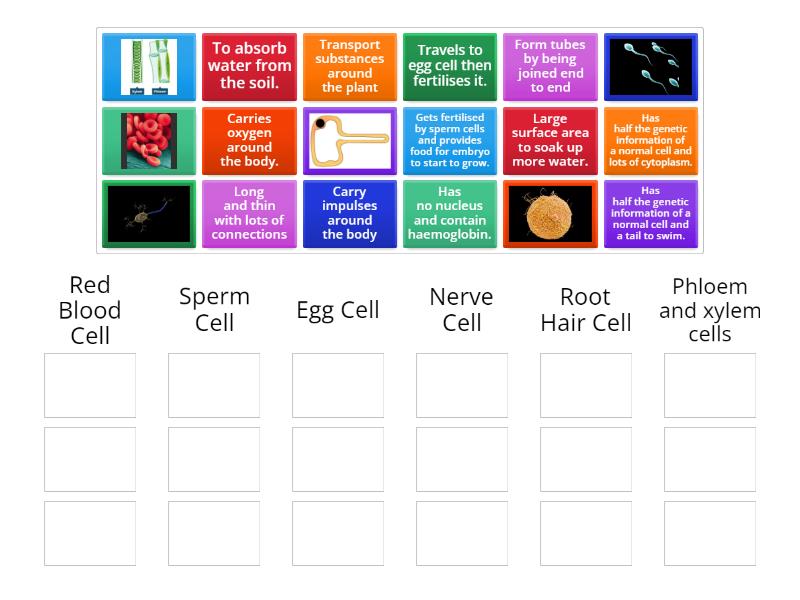 KS4 Specialised Cells - Group sort