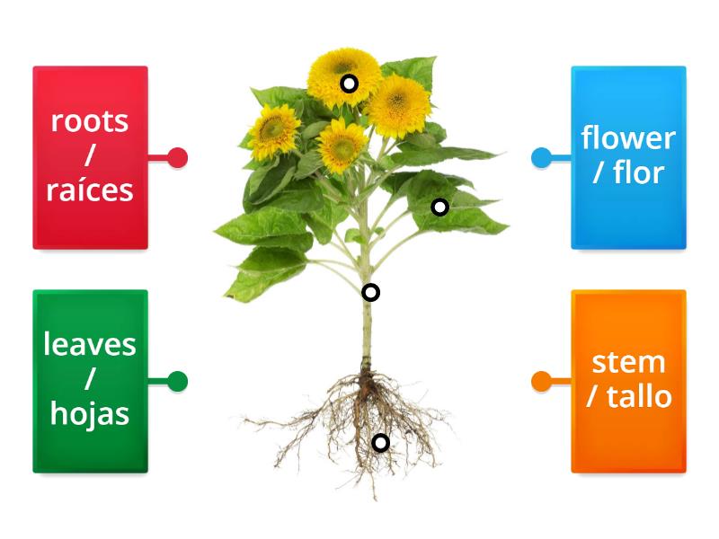 Plant Parts - Label the plant parts. / Etiqueta las partes de la planta ...