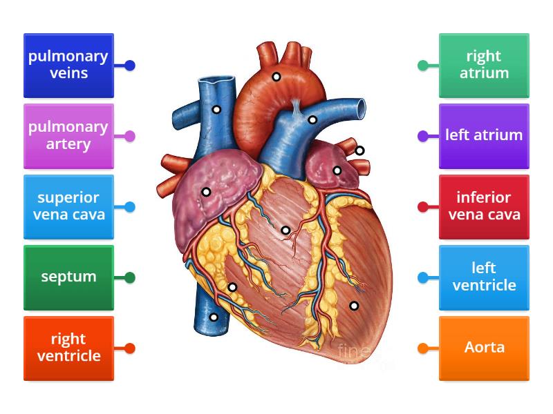label the heart - Labelled diagram