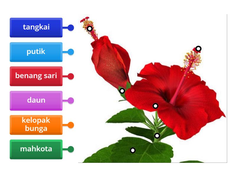 Bagian-bagian bunga - Labelled diagram