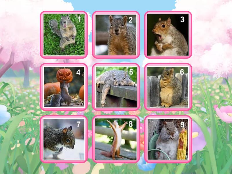 what kind of squirrel are you today? - Flip tiles