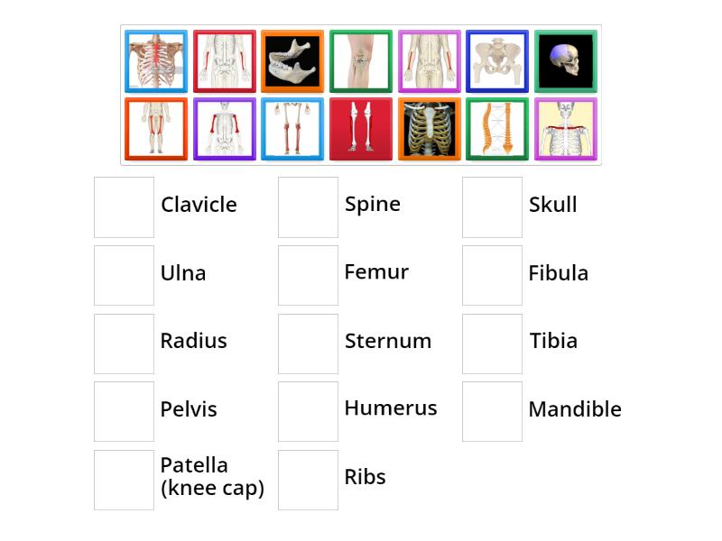 Bones of the skeleton - Match up