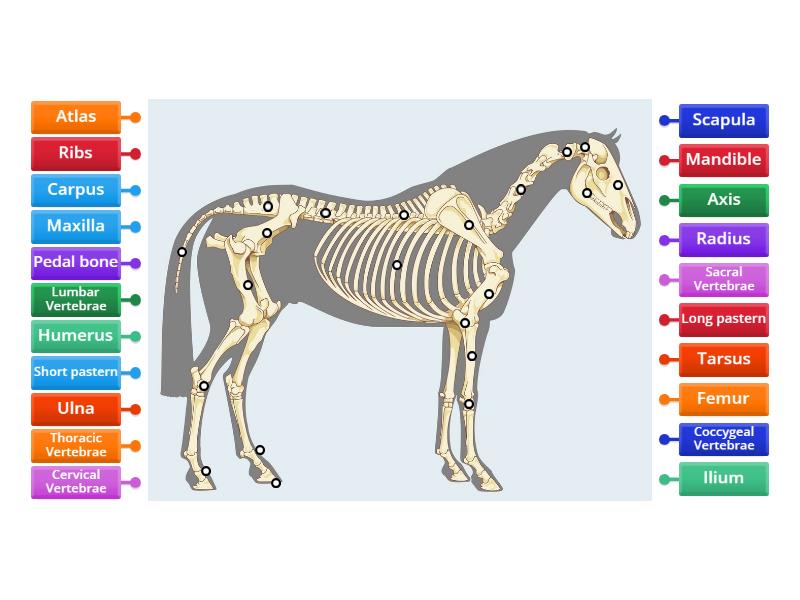 Cambridge Equine Skeleton - Labelled diagram