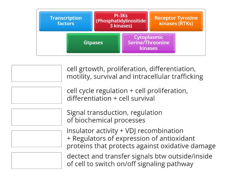 Chap 1 cancer type table oncogene functions - Match up