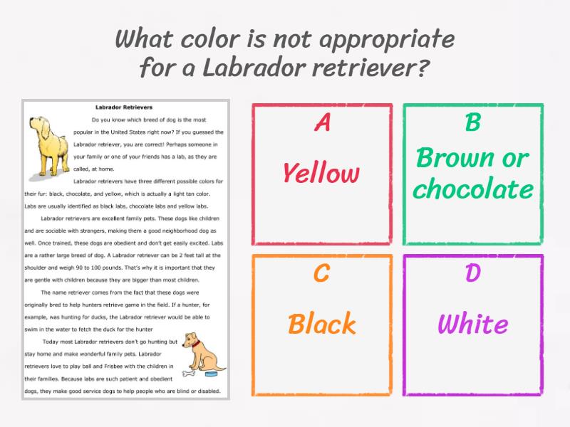 Grade 3 Reading Practice - Labrador Retriever - Quiz