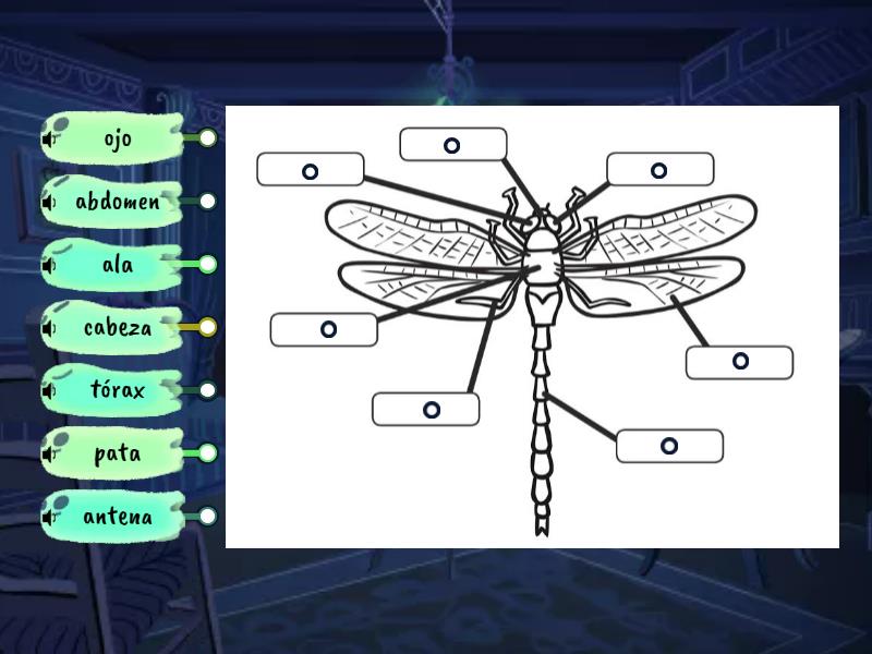 Partes de los insectos - Labelled diagram