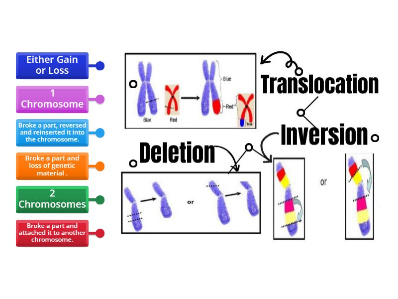 KINDS OF MUTATION - Labelled diagram