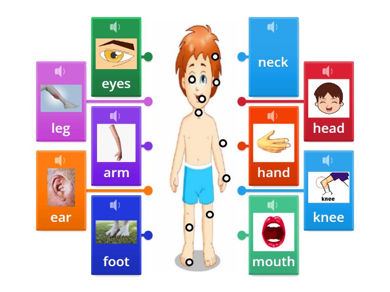 label body parts - Labelled diagram