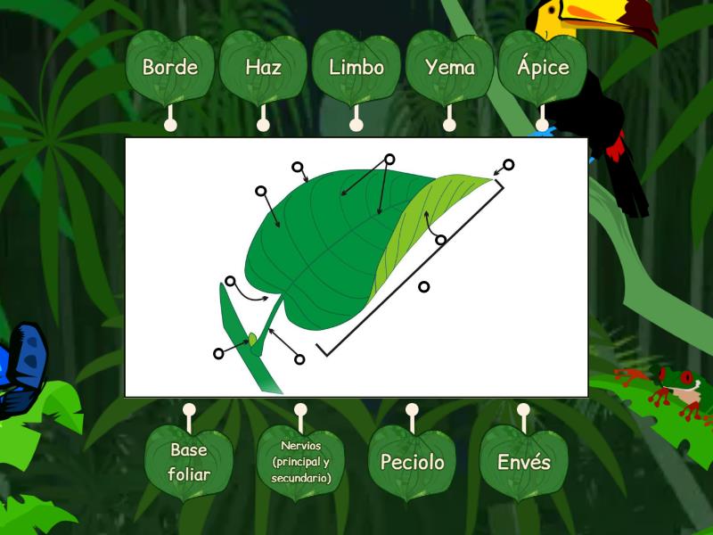 Partes de la hoja - Diagrama con etiquetas
