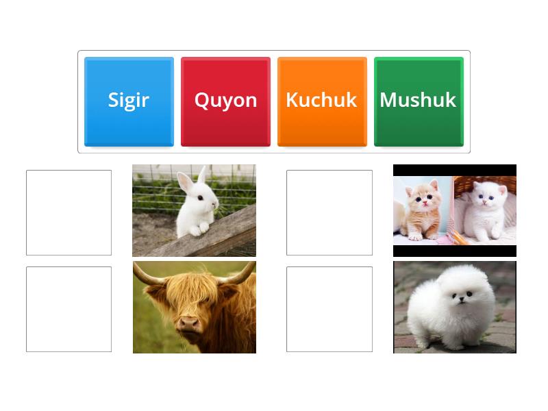 uy hayvonlari - Match up