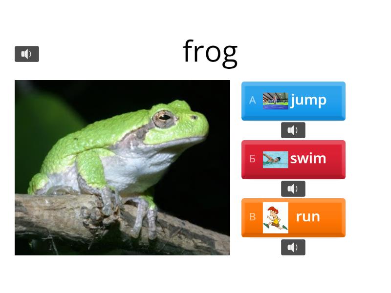 jump/fly/swim/run - Quiz