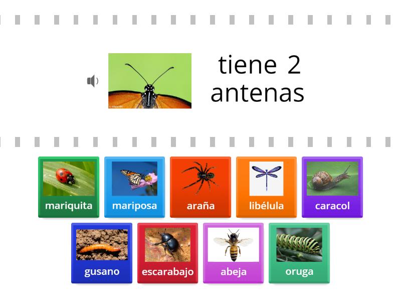 INSECTOS CUENTO MARIPOSA - Cada oveja con su pareja