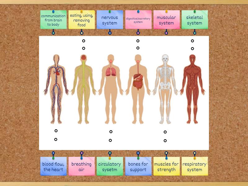G5 07 Systems of the Human Body - Labelled diagram
