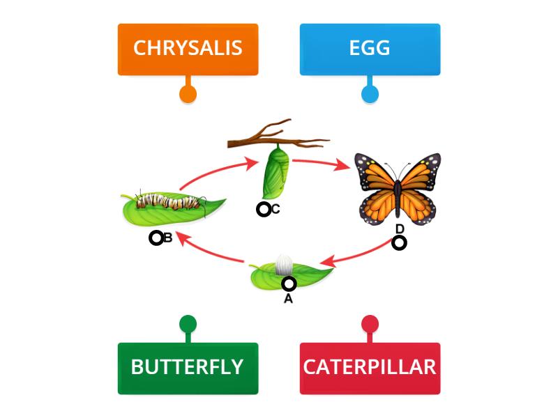 Metamorphosis: Butterfly Life Cycle - Labelled diagram