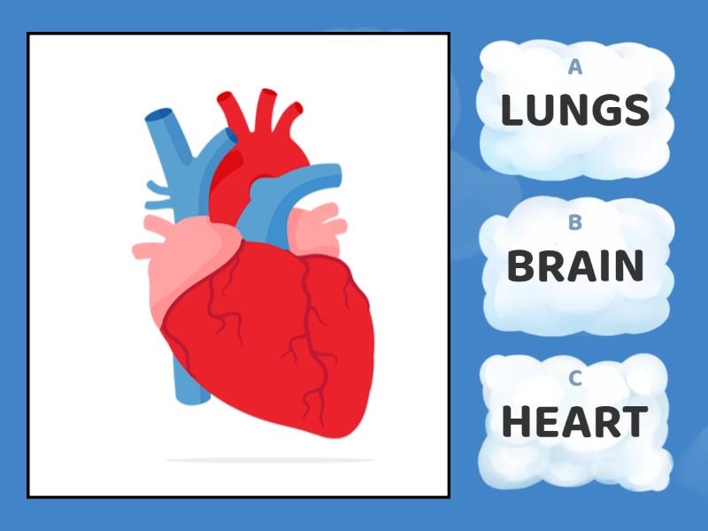 CIRCULATORY SYSTEM - Quiz