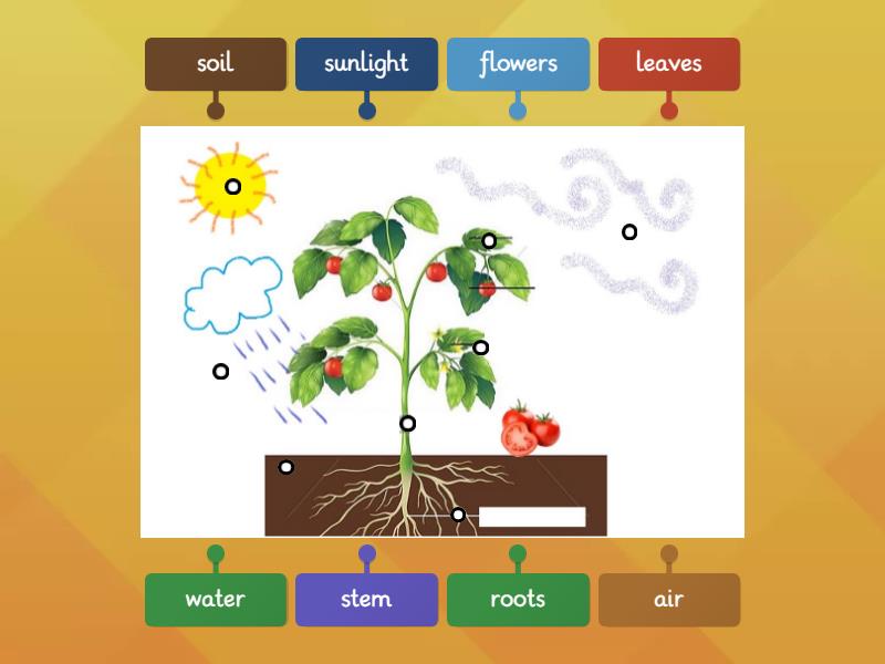 PLANTS - Labelled diagram