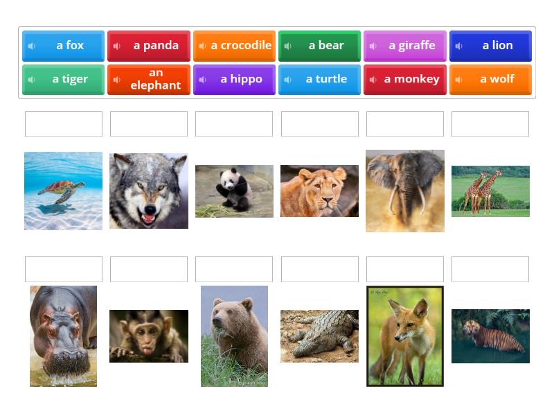 Zoo animals - Match up