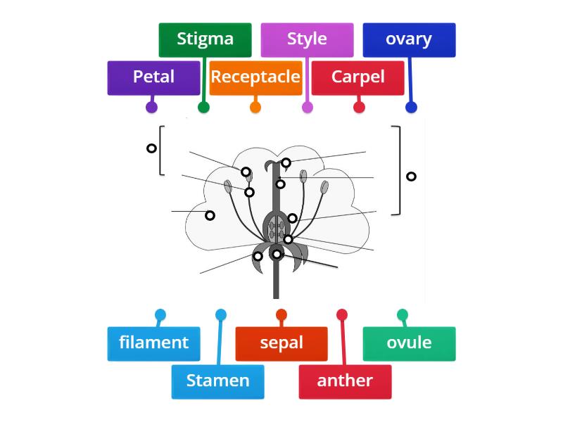 parts of a flower - Labelled diagram