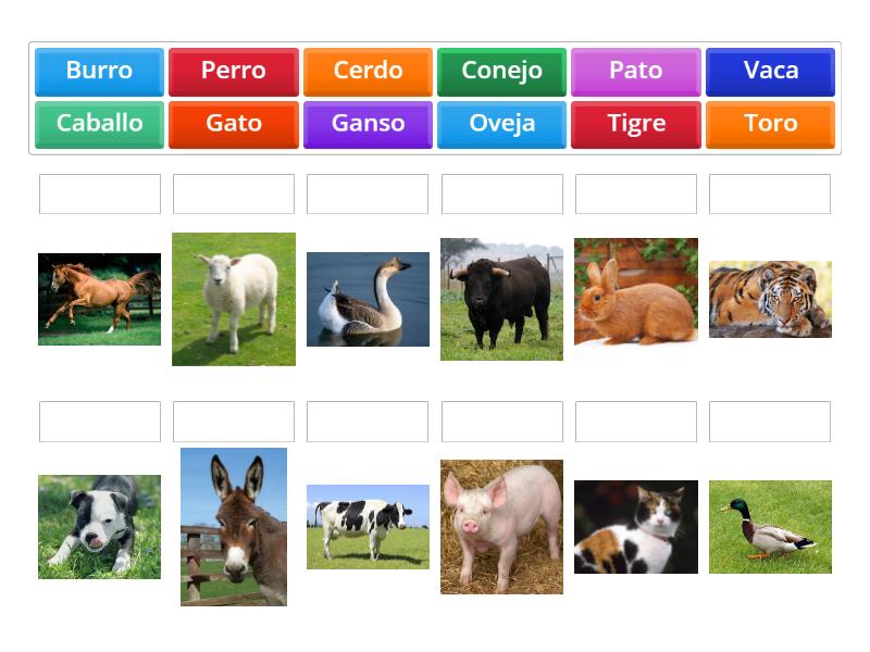 Los animales 2 - Match up