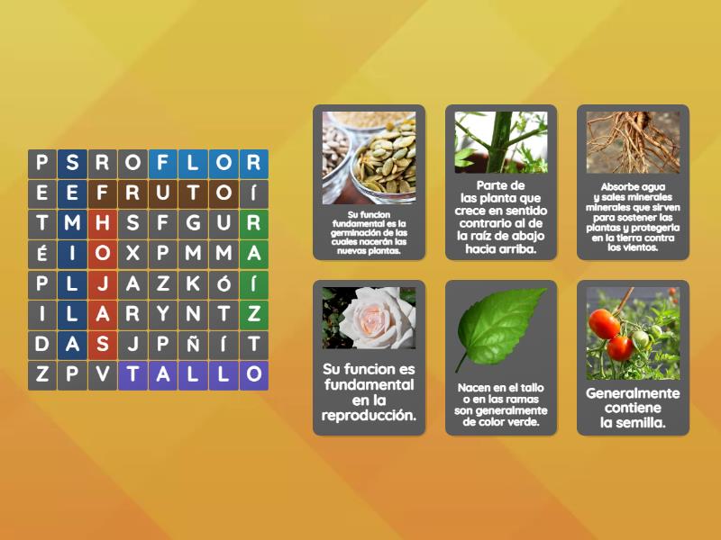 partes de las plantas - Sopa de letras