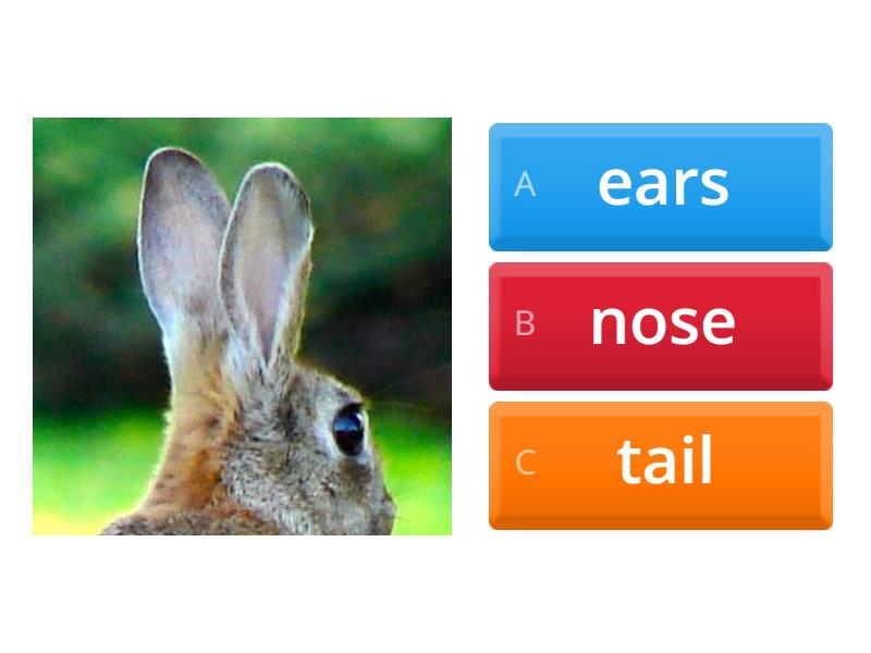Parts of the Body - Rabbit - Quiz