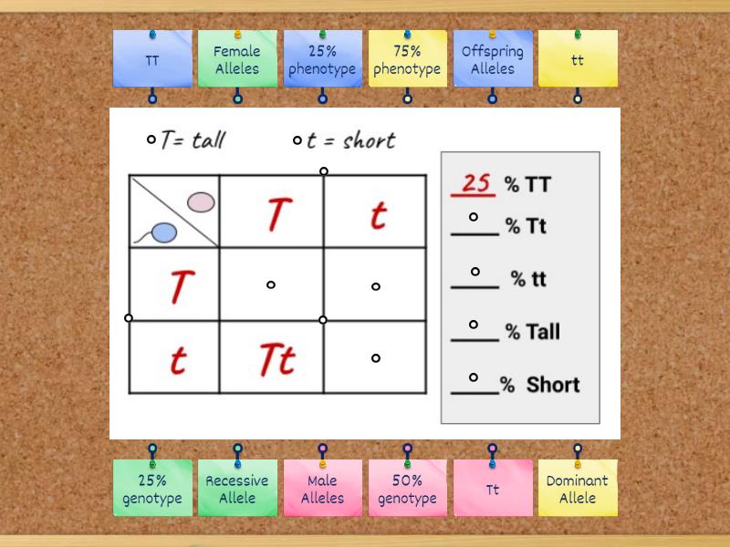Punnett Square Label Diagram - Labelled diagram