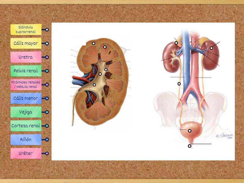 Sistema urinario - Labelled diagram