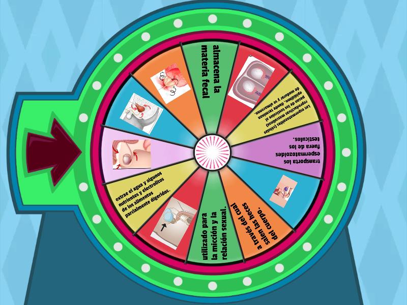 ORGANO REPRODUCTOR INTERNO MASCULINO - Random wheel