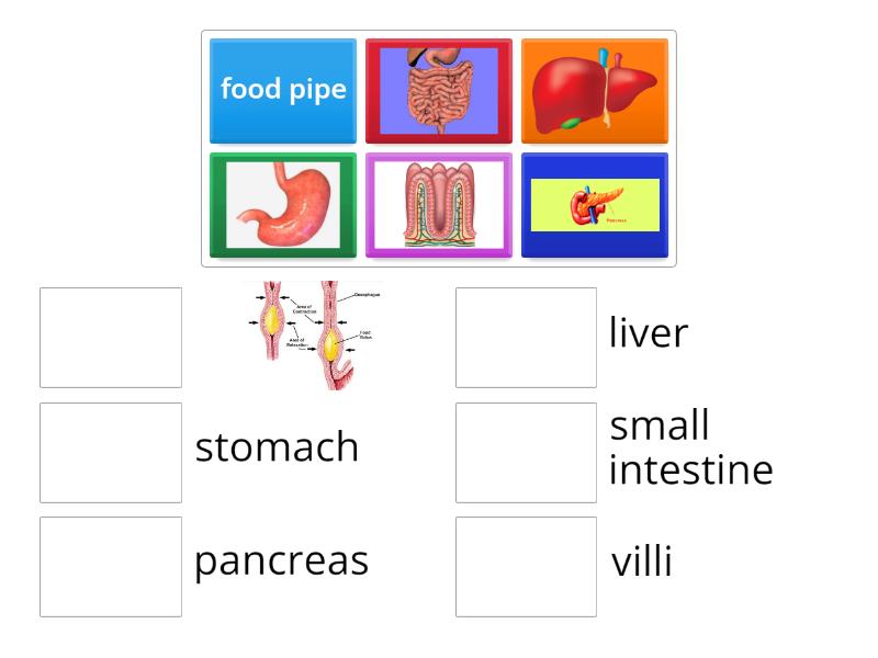 digestive system - Match up