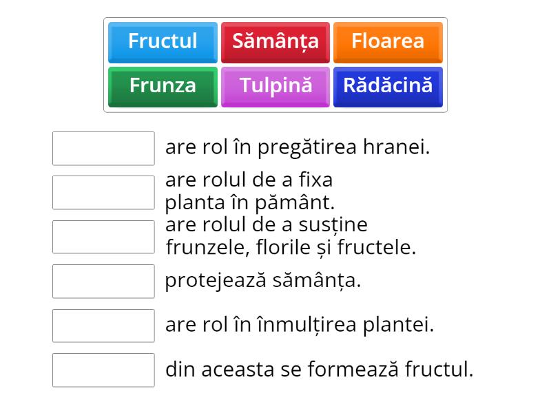 Componentele plantei și rolul acestora - Match up