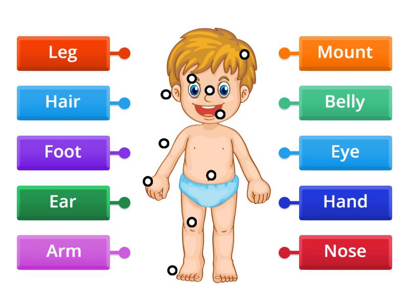 BODY PARTS - Labelled diagram