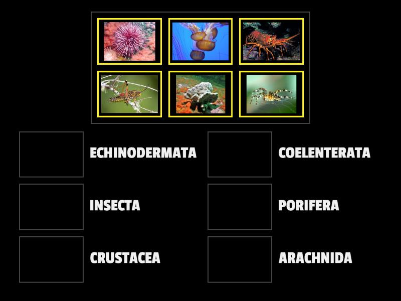 KLASIFIKASI INVERTEBRATA - Match up