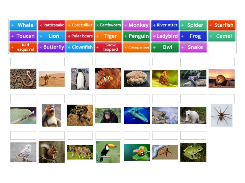 Animals - Match up